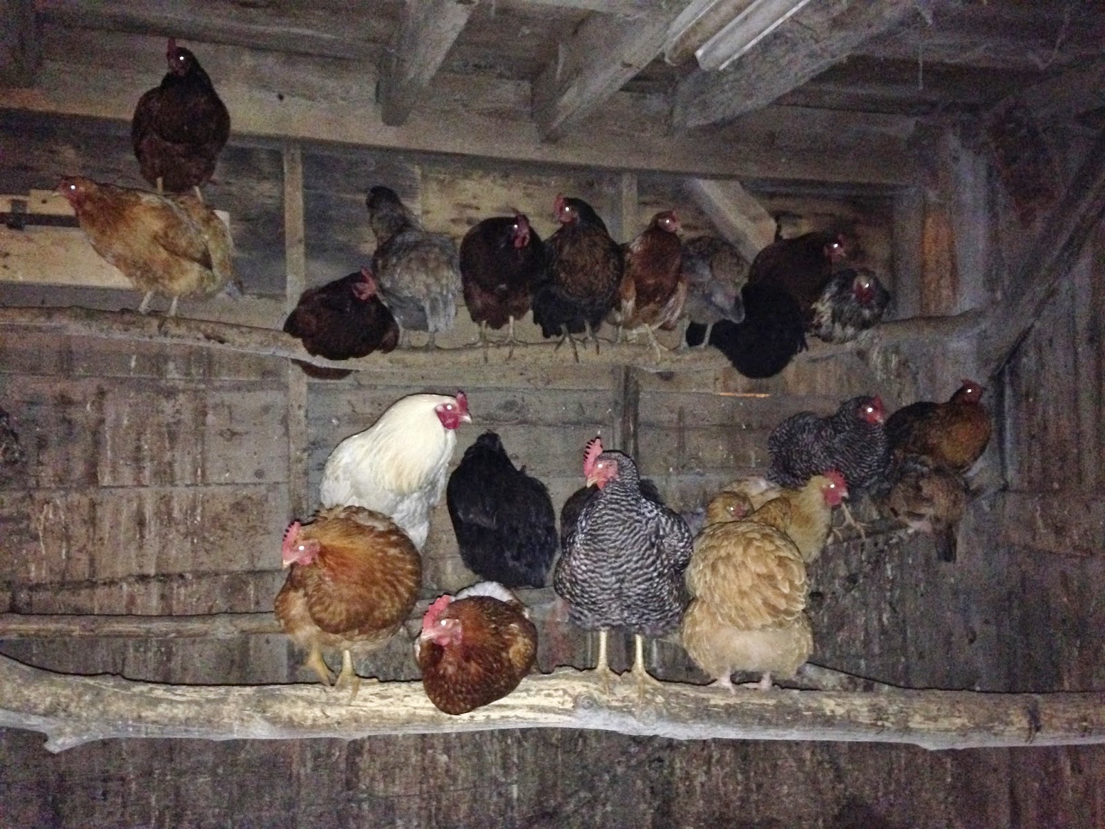 Angel Tree Farm For Sale: The Barns and Animals